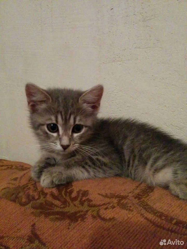 Кот матроскин