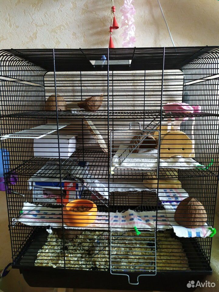 Два крысенка с большой клеткой