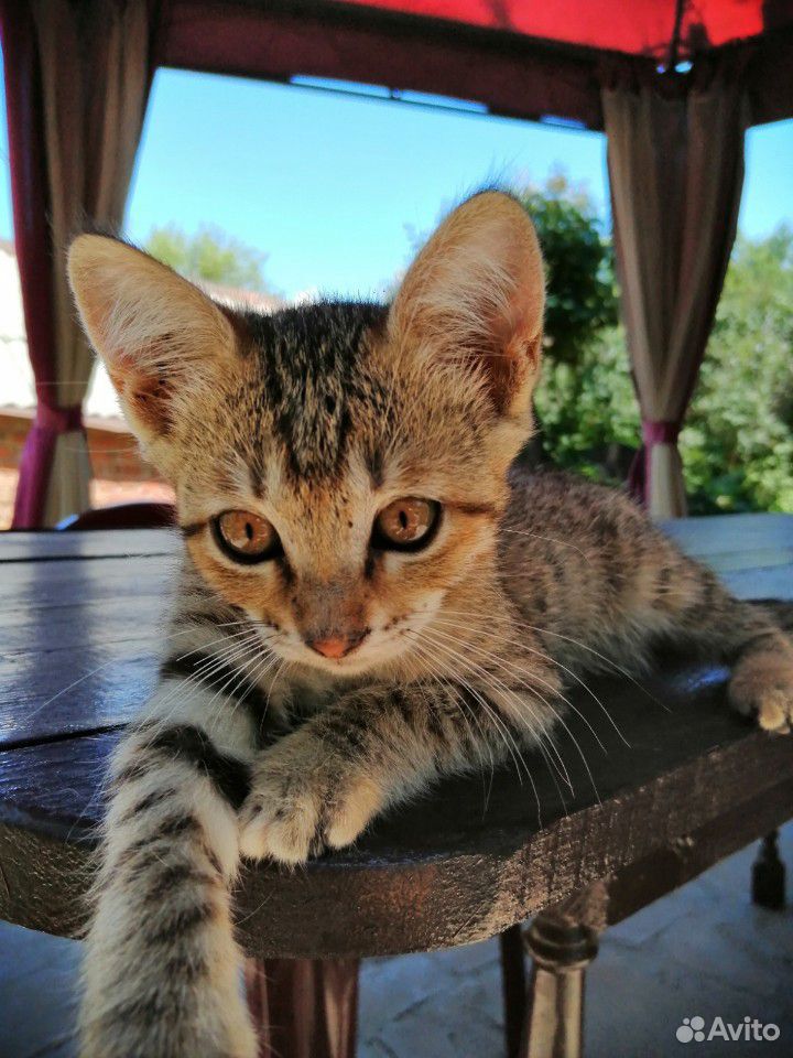 Кошка