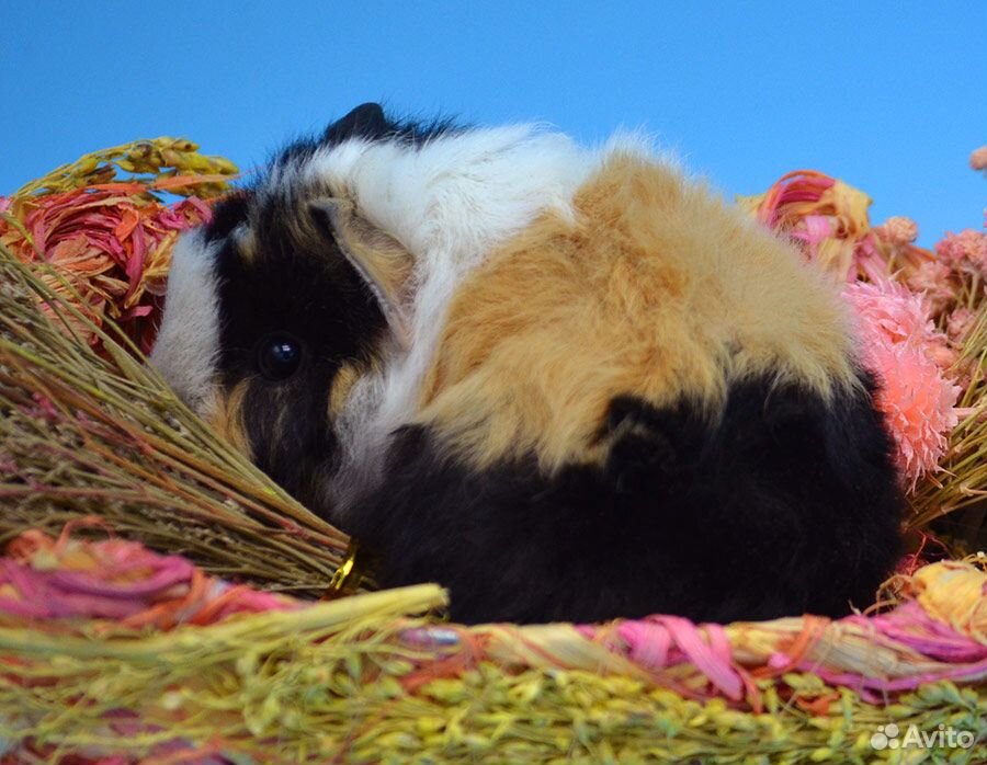 Малыш мальчик морской свинки