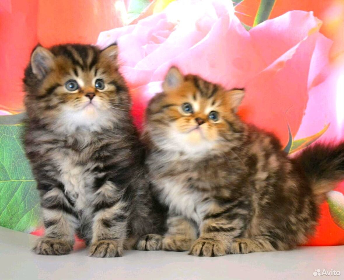 Шотландские котята Милашки, Плюшевые и Полудлиннош