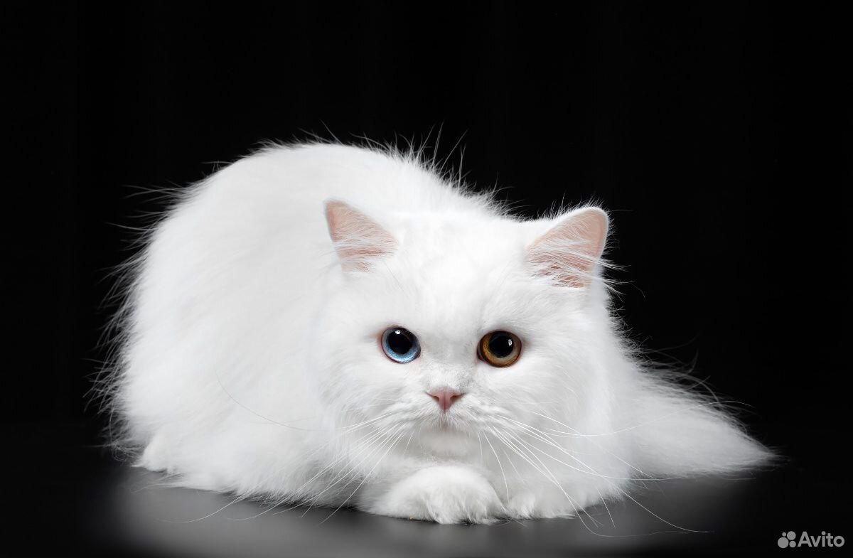 Шотландский белый кот с разными глазами