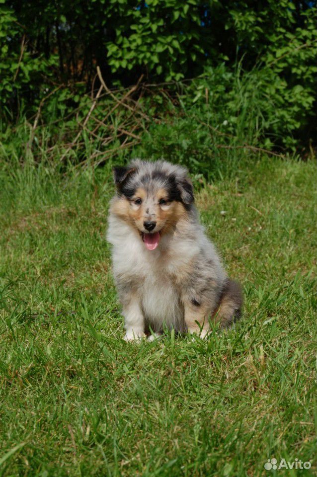 Щенок Колли