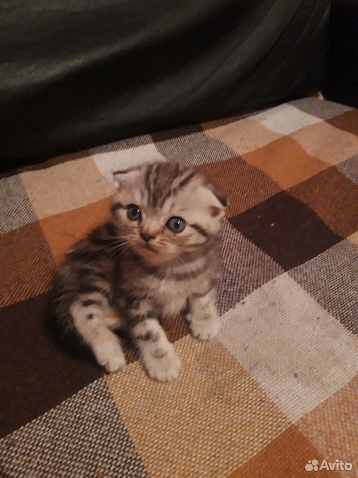 Британская