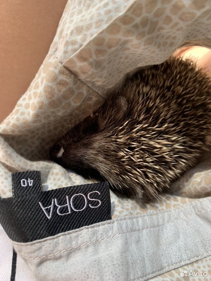 Ёжик декоративный