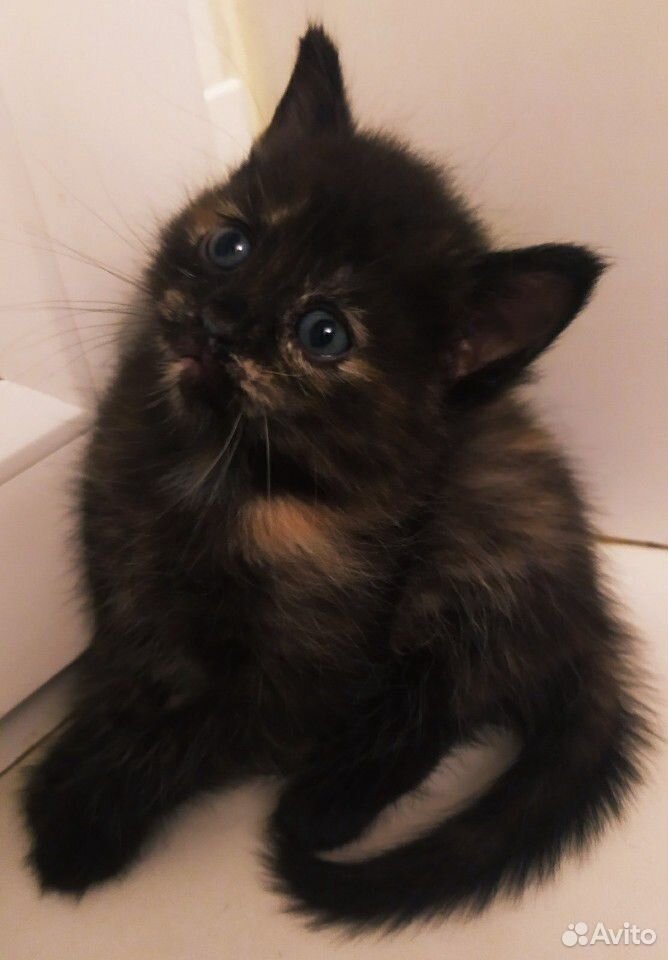 Котята