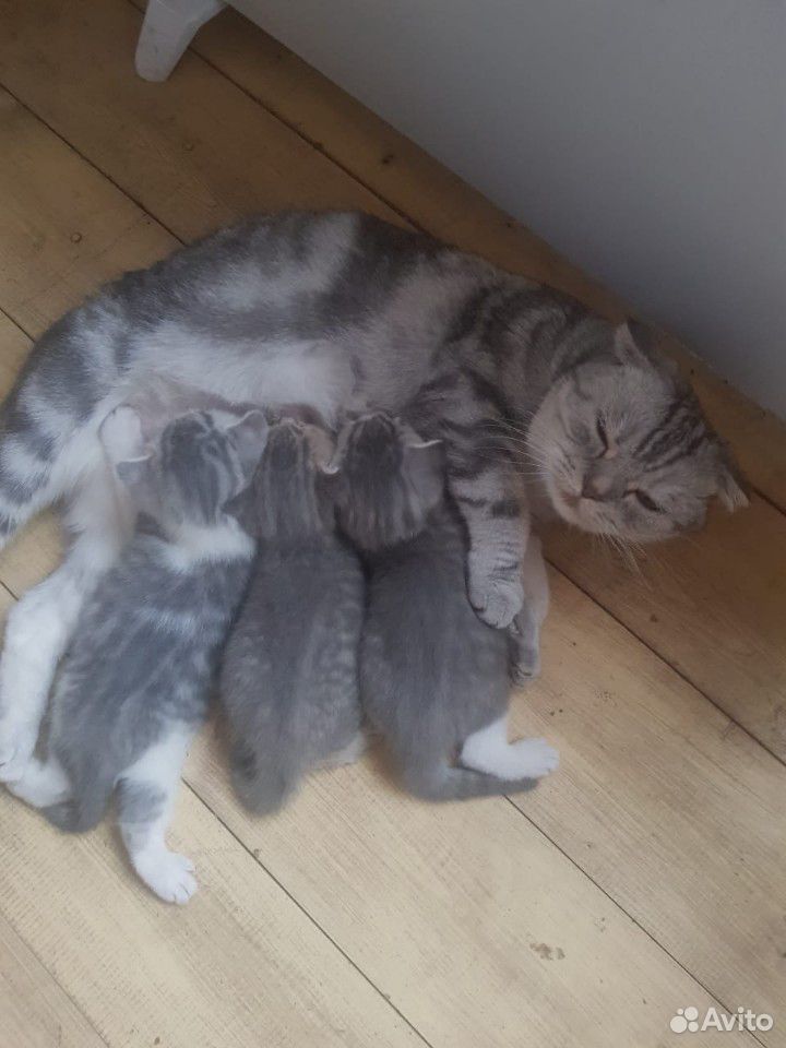 Котята шотландские