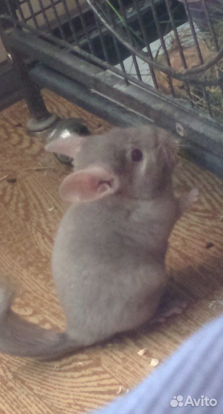 Шиншилленок мальчик