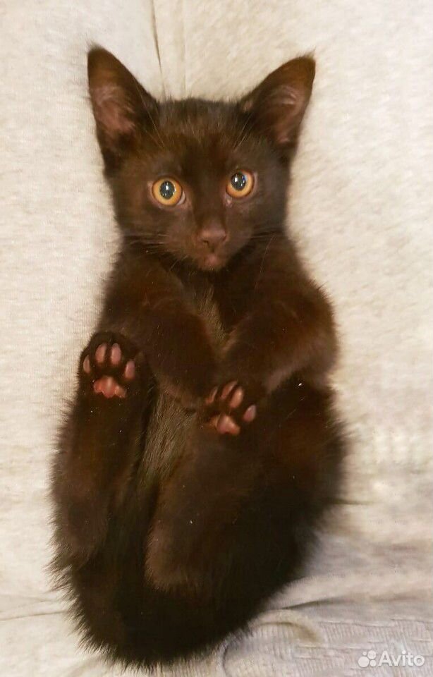 Котёнок Чаруша