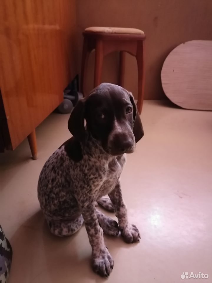 Щенок Курцхаара