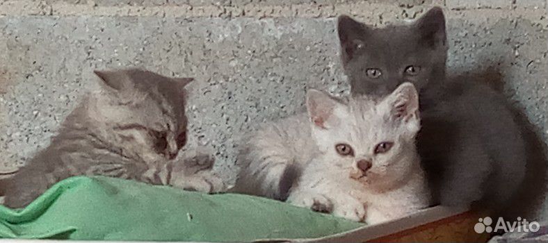 Шотландские котята