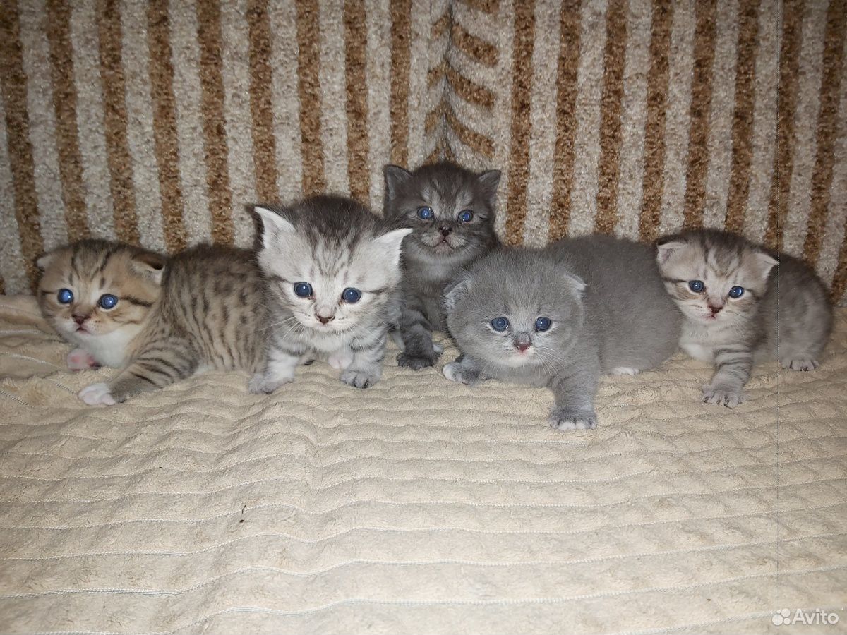 Чистокровные котята шотландцы