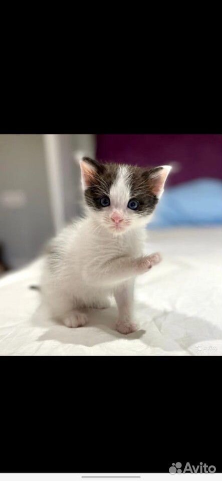 Замечательный котёнок в дар, 1 мес