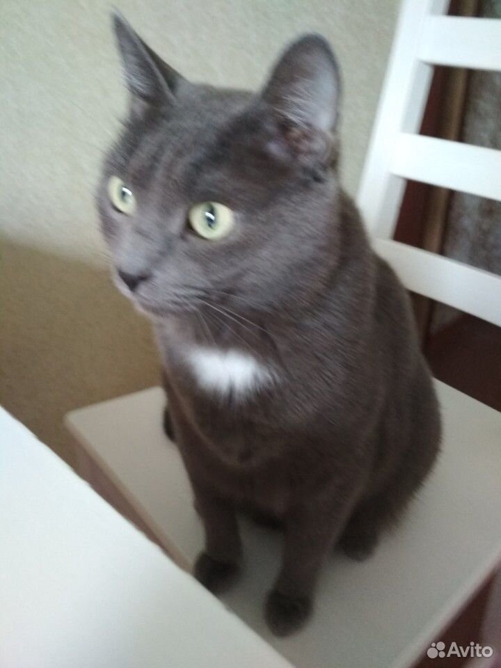 Полу британец