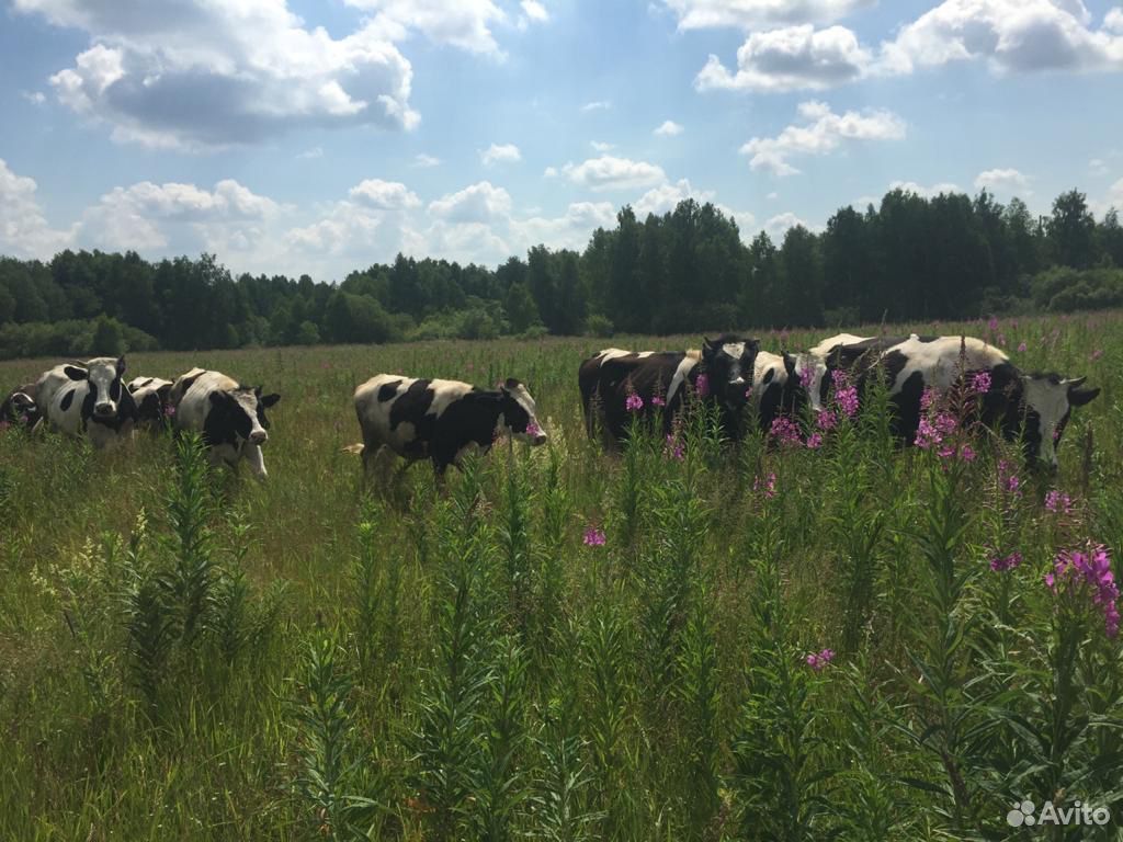 Продам телок/телки