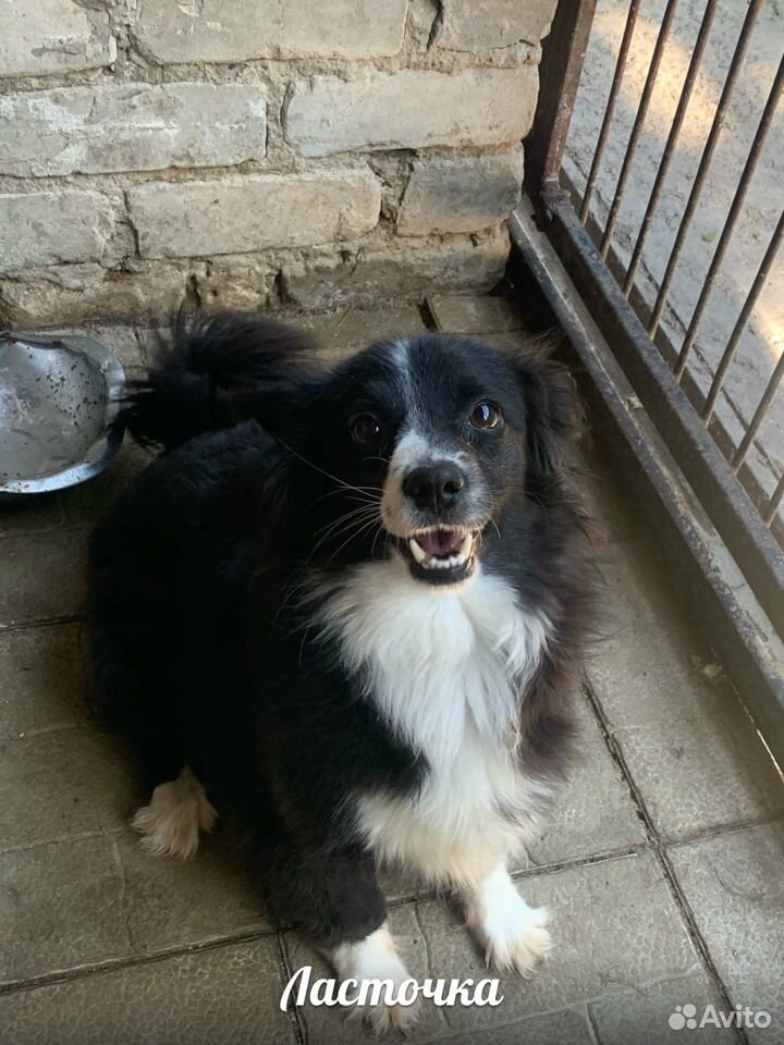 Небольшая пушистая собачка Ласточка в добрые руки