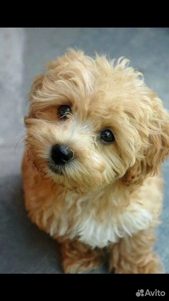 Добрый день, возьмём любого щенка от маленькой соб