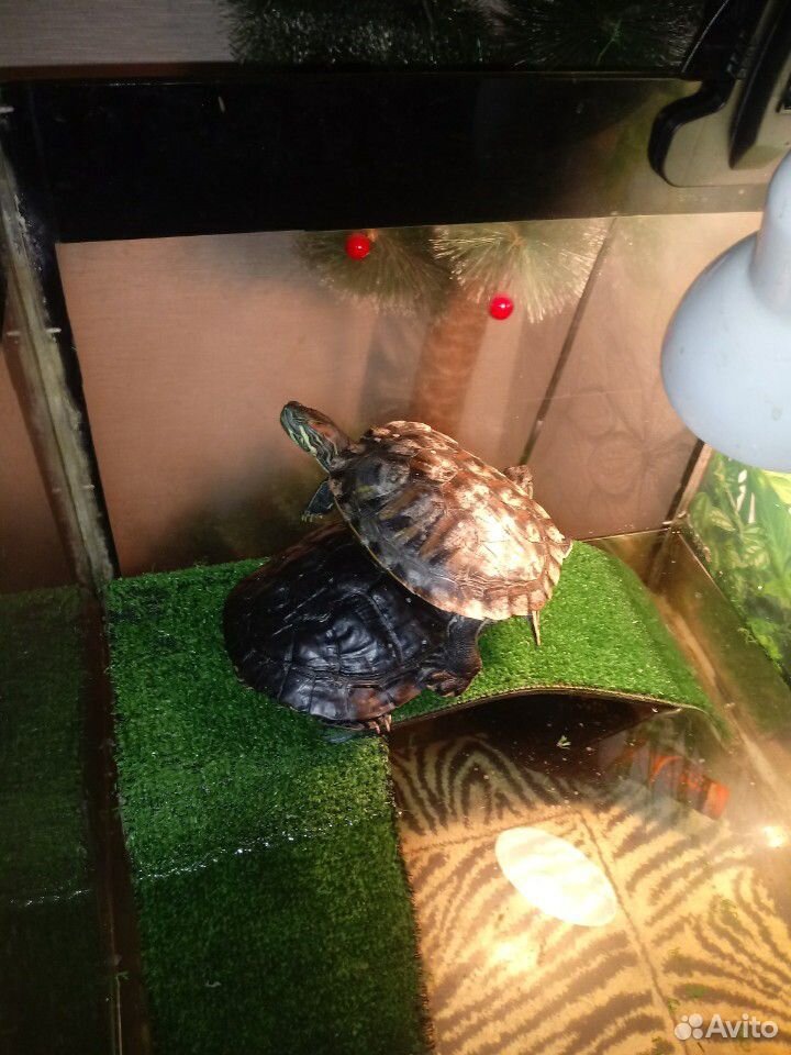Черепаха