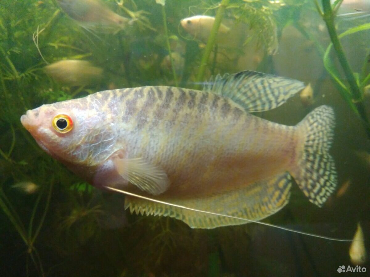 Жемчужные гурами