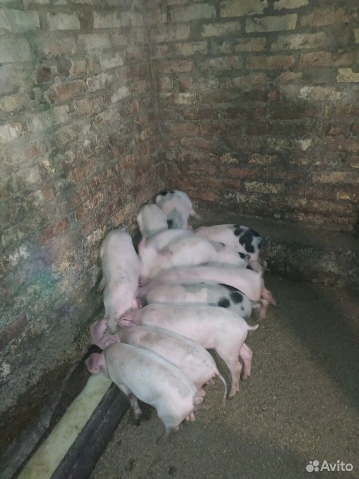 Поросята
