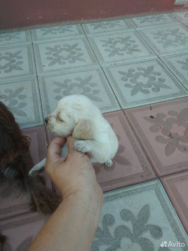 Продам щенков спаниеля