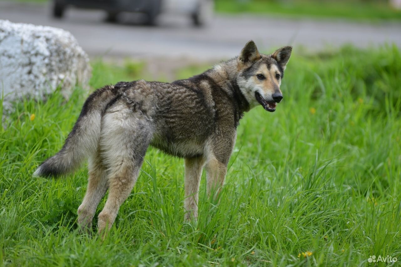Лектор ждет хозяина