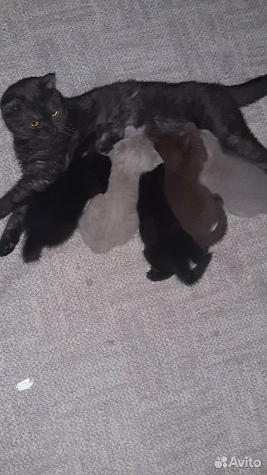 Кошка