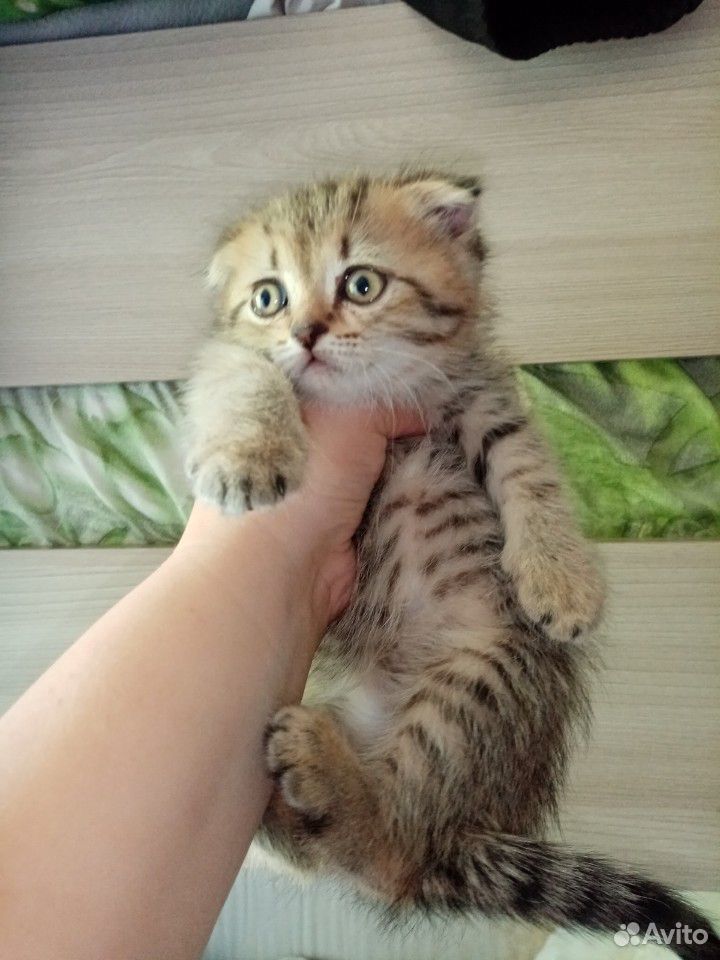 Породистый котенок