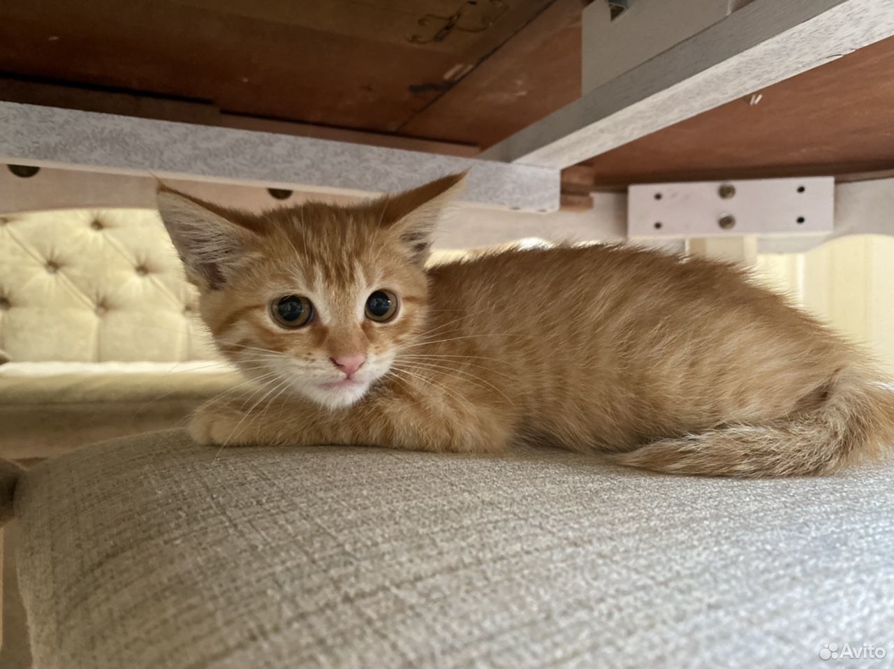 Котёнок Рыжая Бестия