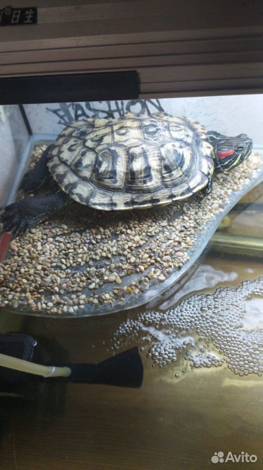 Черепашка красноухая