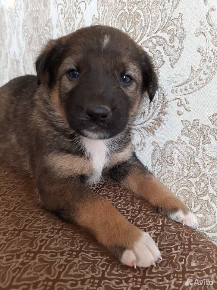 Щеночкам нужен дом