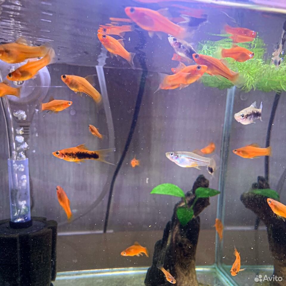 Меченосцы вильчатые мальки от 2см