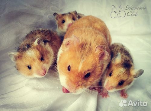 Продам сирийских хомячат цветных и атласных