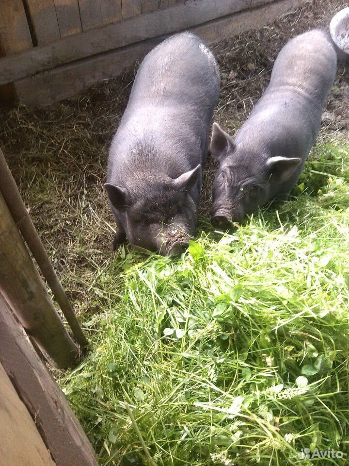 Вьетнамск вислобрюхий поросенок