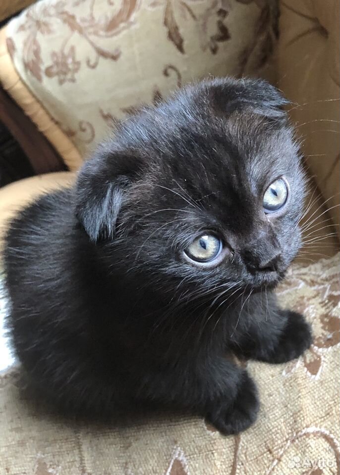 Шотландские девчушки