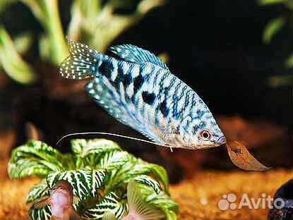 Мраморные гурами