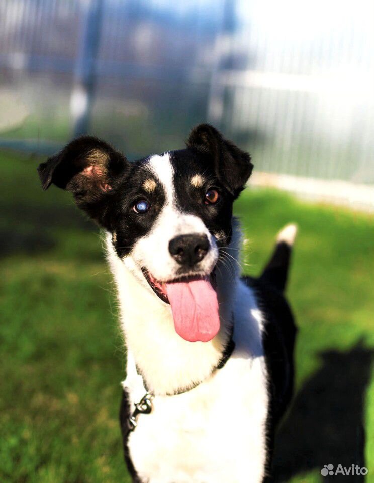 В добрые руки