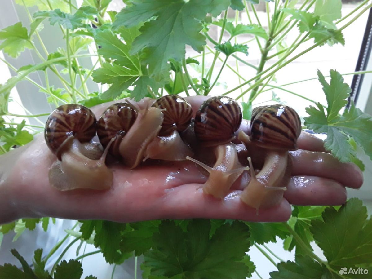 Улитки Ахатины