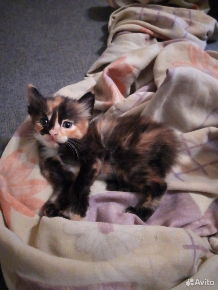 Котята