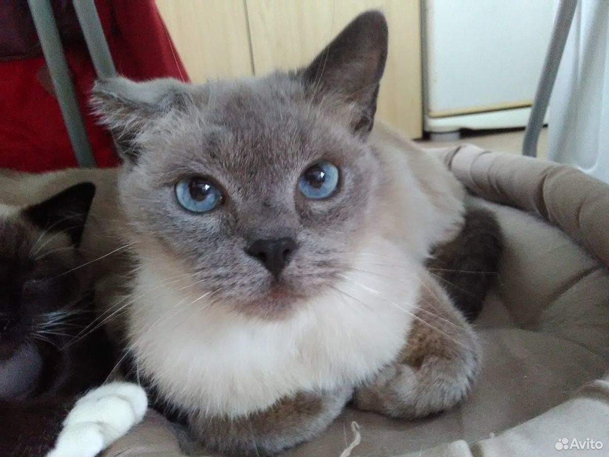Тайский кот Люсик 4 года в дар