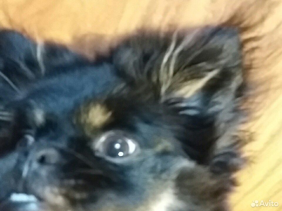 Продам собаку,порода пикинес,6 месяцев