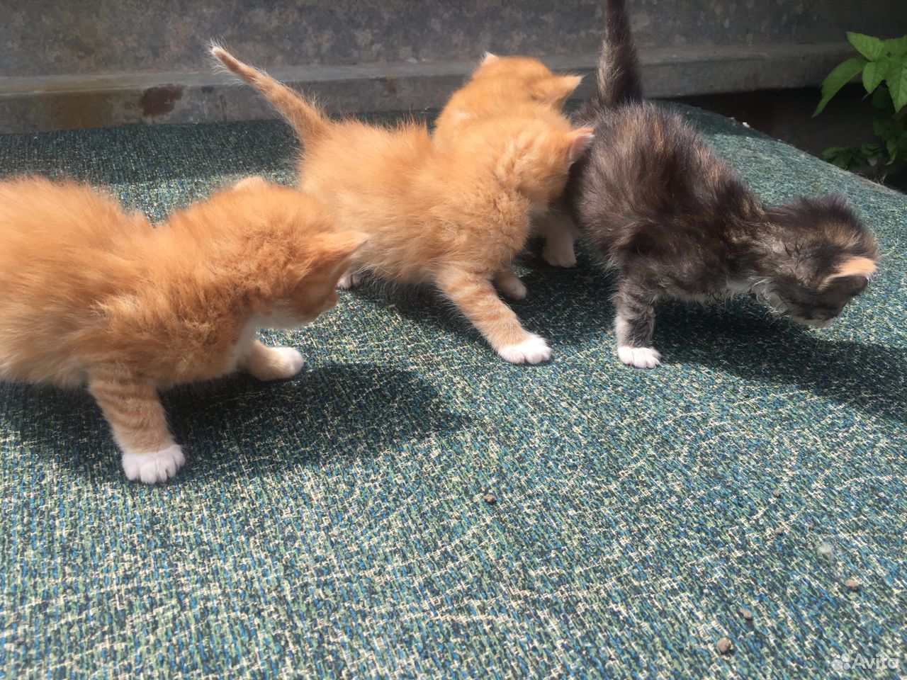 Отдам котят в добрые руки, рыженькие мальчики, тем