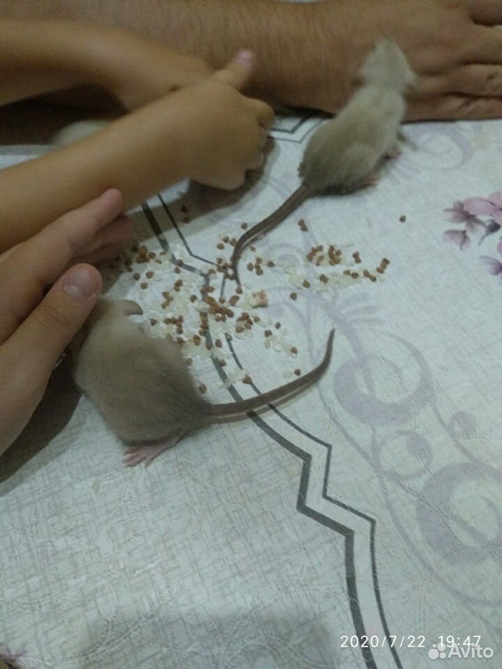 Крысы породистые