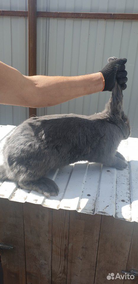 Крол и Крольчиха