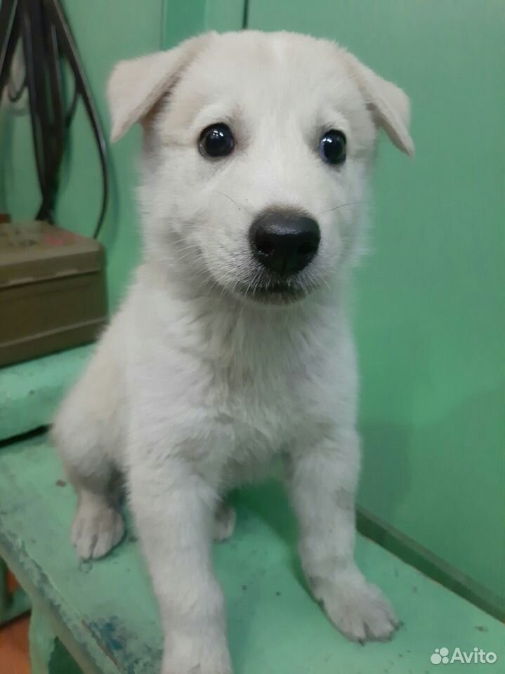 Щенок в добрые ручки