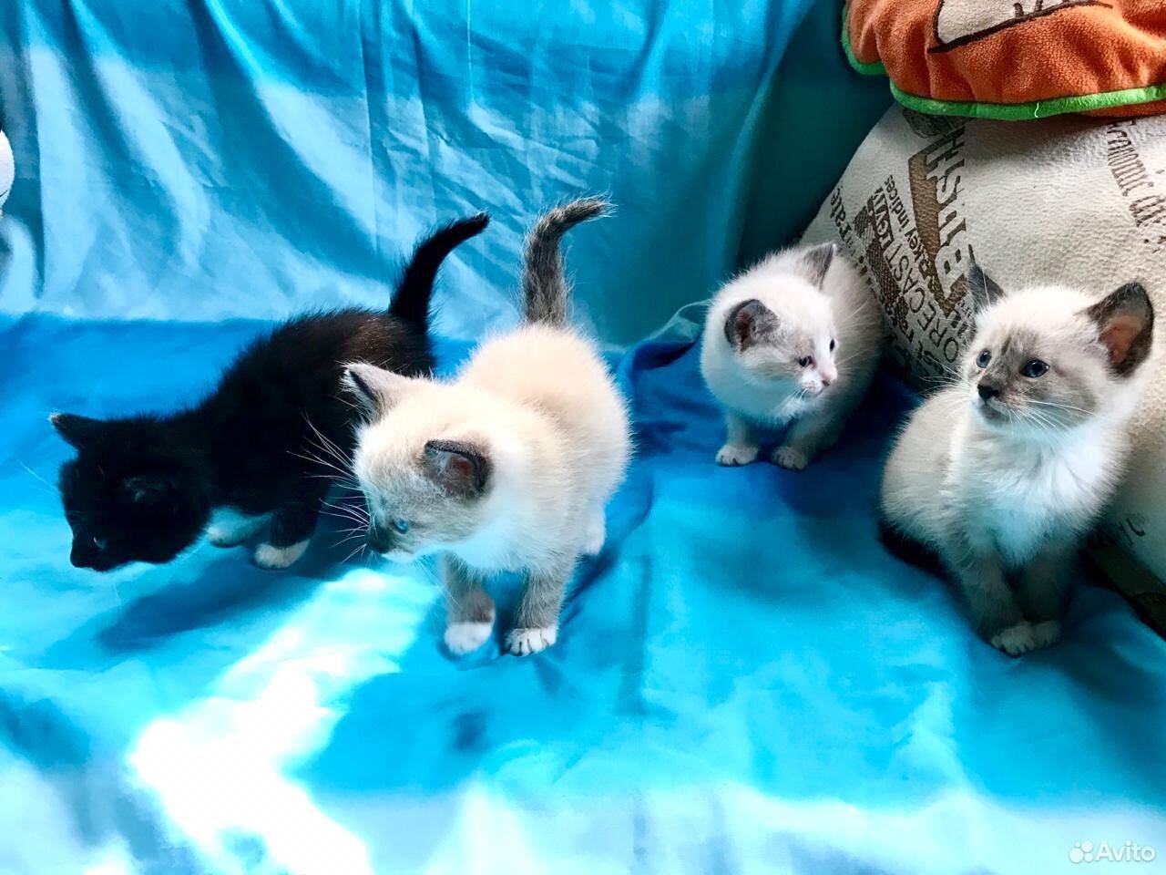 Очаровательные котятки ищут дом