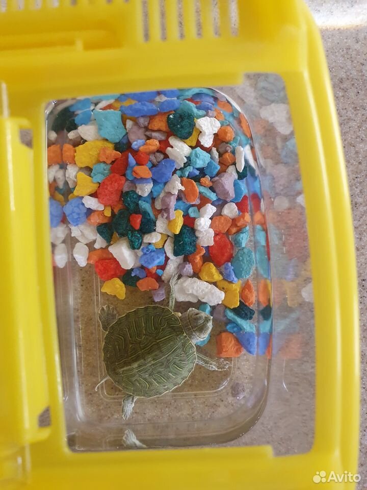 Желтоухая черепашка