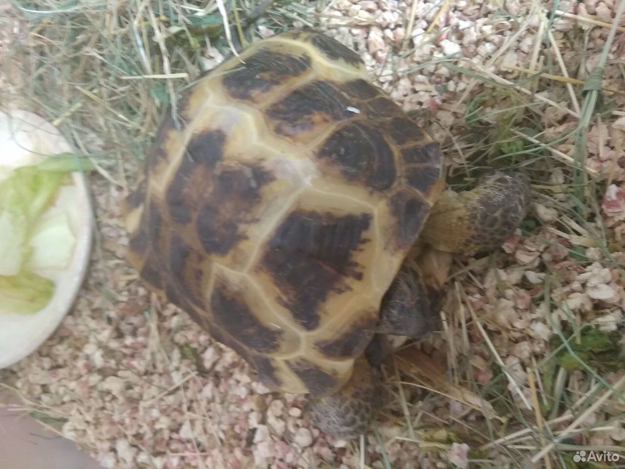 Сухопутная черепаха