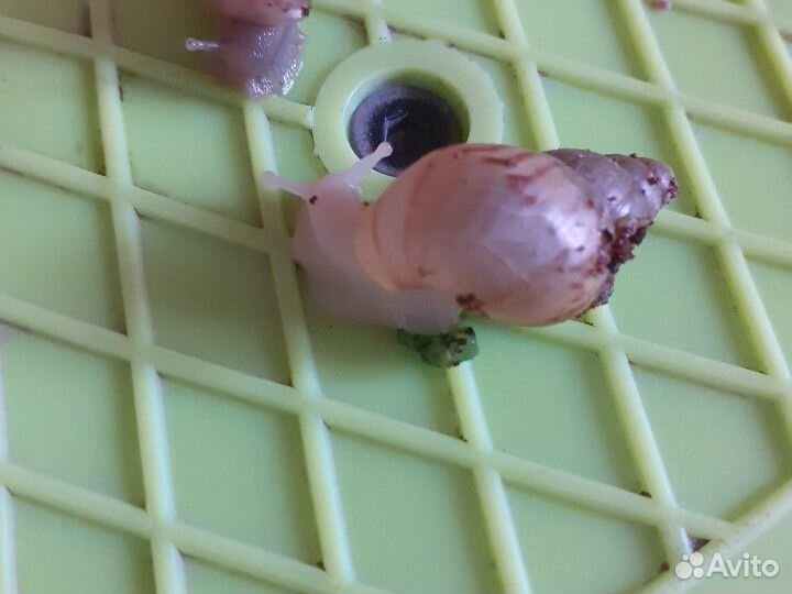 Продаю 3 улиток Ахитина