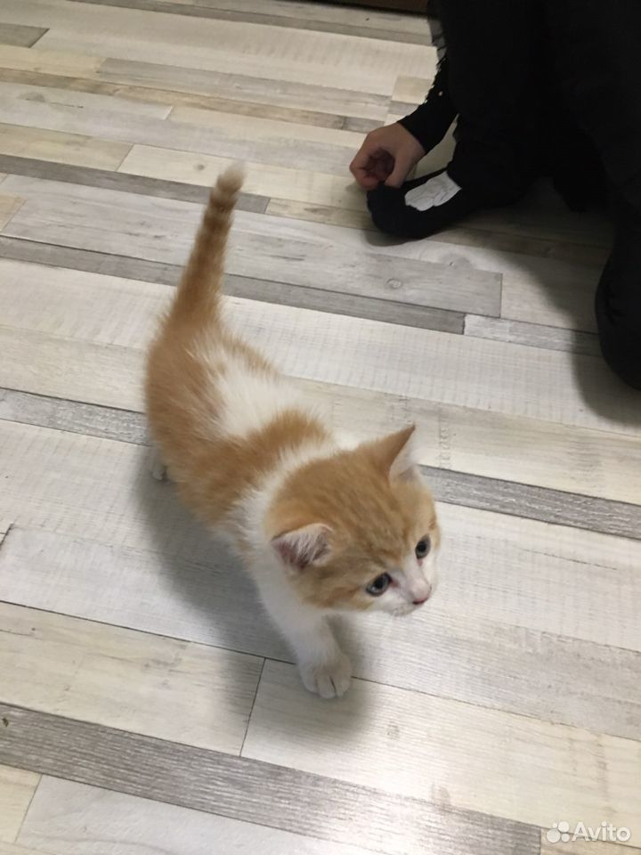 Кошка
